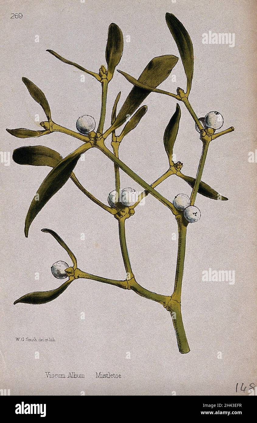 Fruiting mistletoe hi-res stock photography and images - Alamy