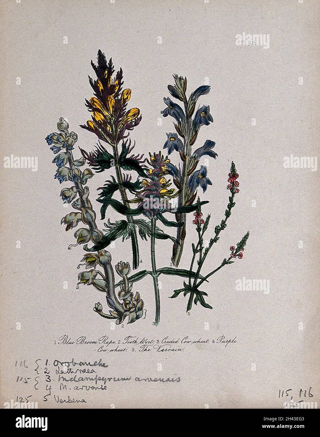 Five British wild flowers, including broomrape (Orobanche caerulea ...