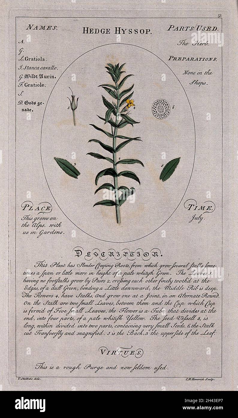 Hedge hyssop (Gratiola officinalis L.): flowering stem with separate ...