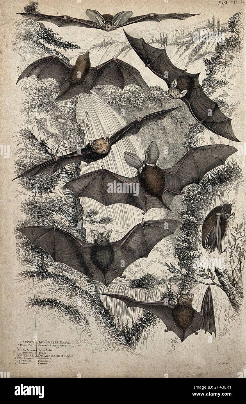 Eight different specimen of bats shown with spread and folded wings ...