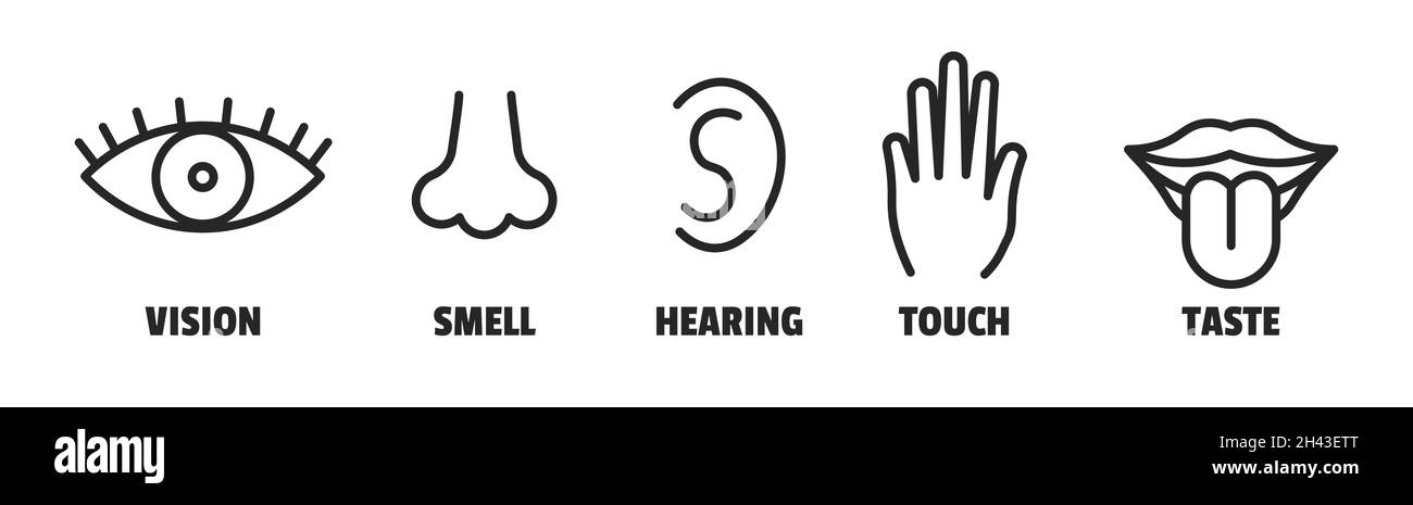 Tongue taste map hi-res stock photography and images - Alamy