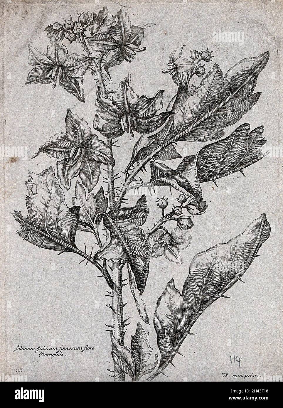 A spiny Solanum plant: flowering stem. Etching by N. Robert, c. 1660 ...