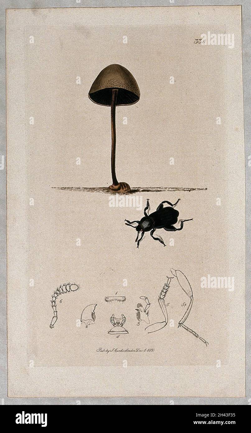 A fungal fruiting body (Coprinus species) with an associated beetle and ...