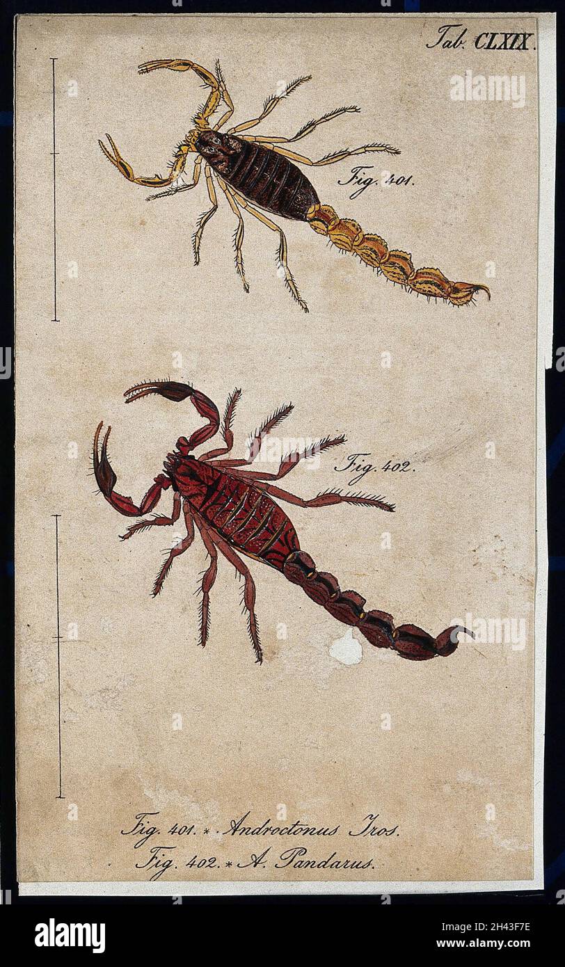 Two scorpions: Androctonus iros and Androctonus pandarus. Coloured ...