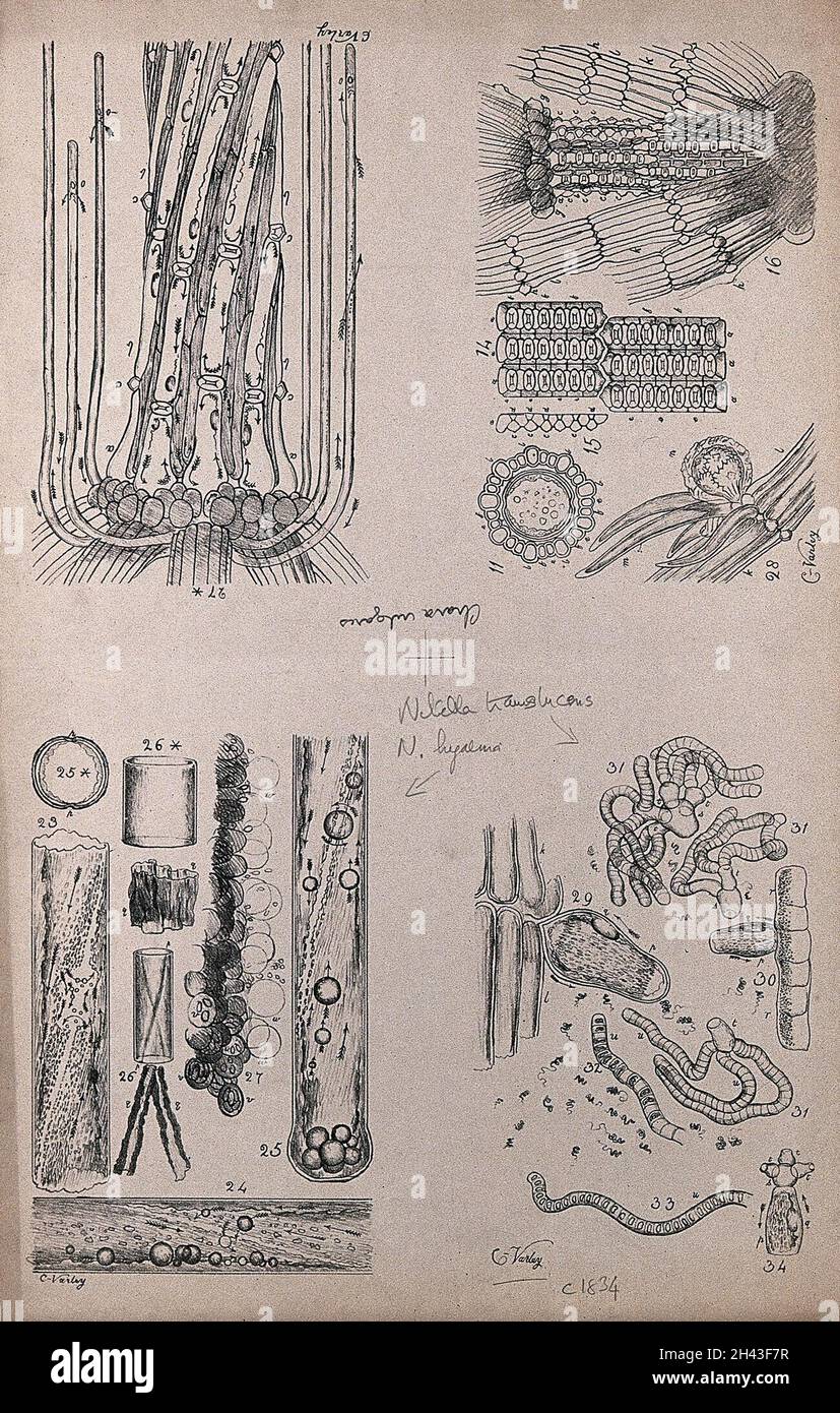 Microscope drawings of plant anatomy with cells and growing points ...