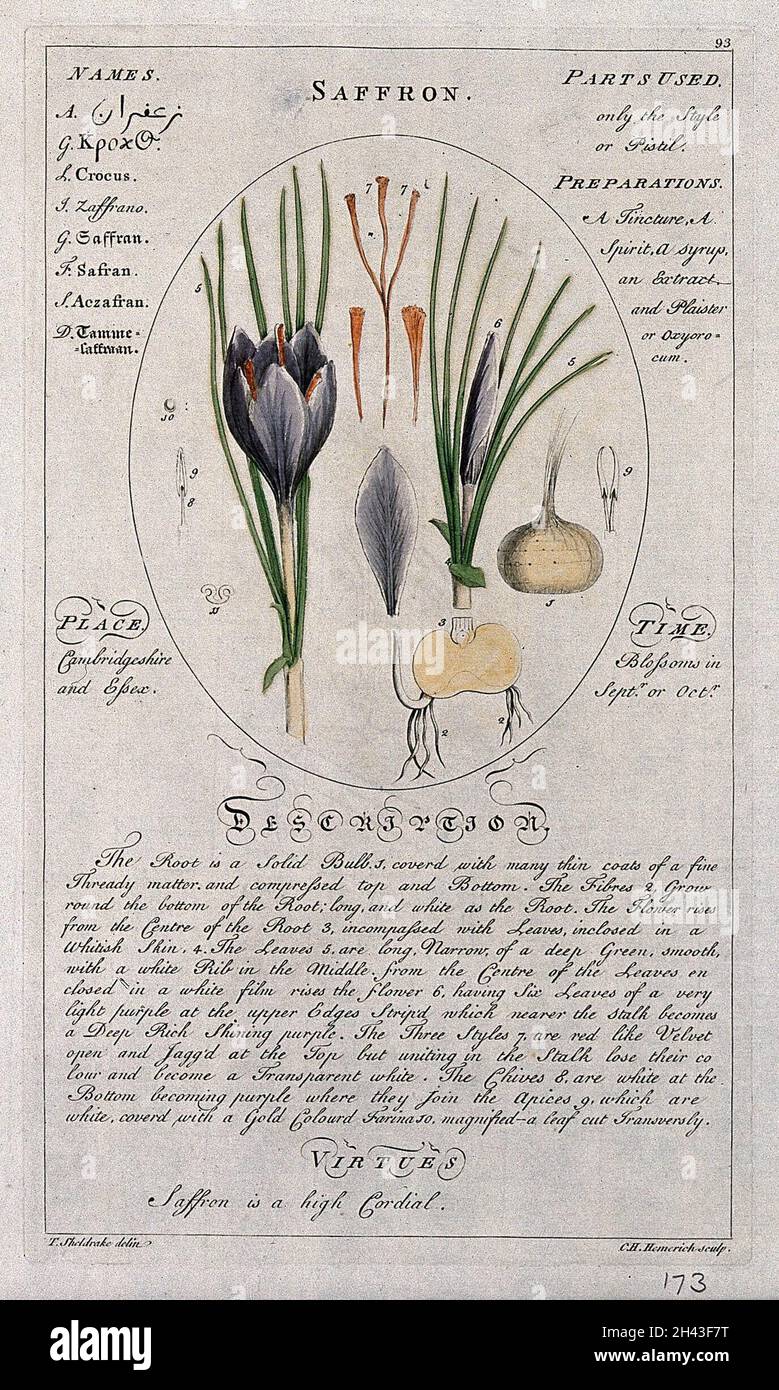 Saffron crocus (Crocus sativus L.): flowering stem with separate floral ...