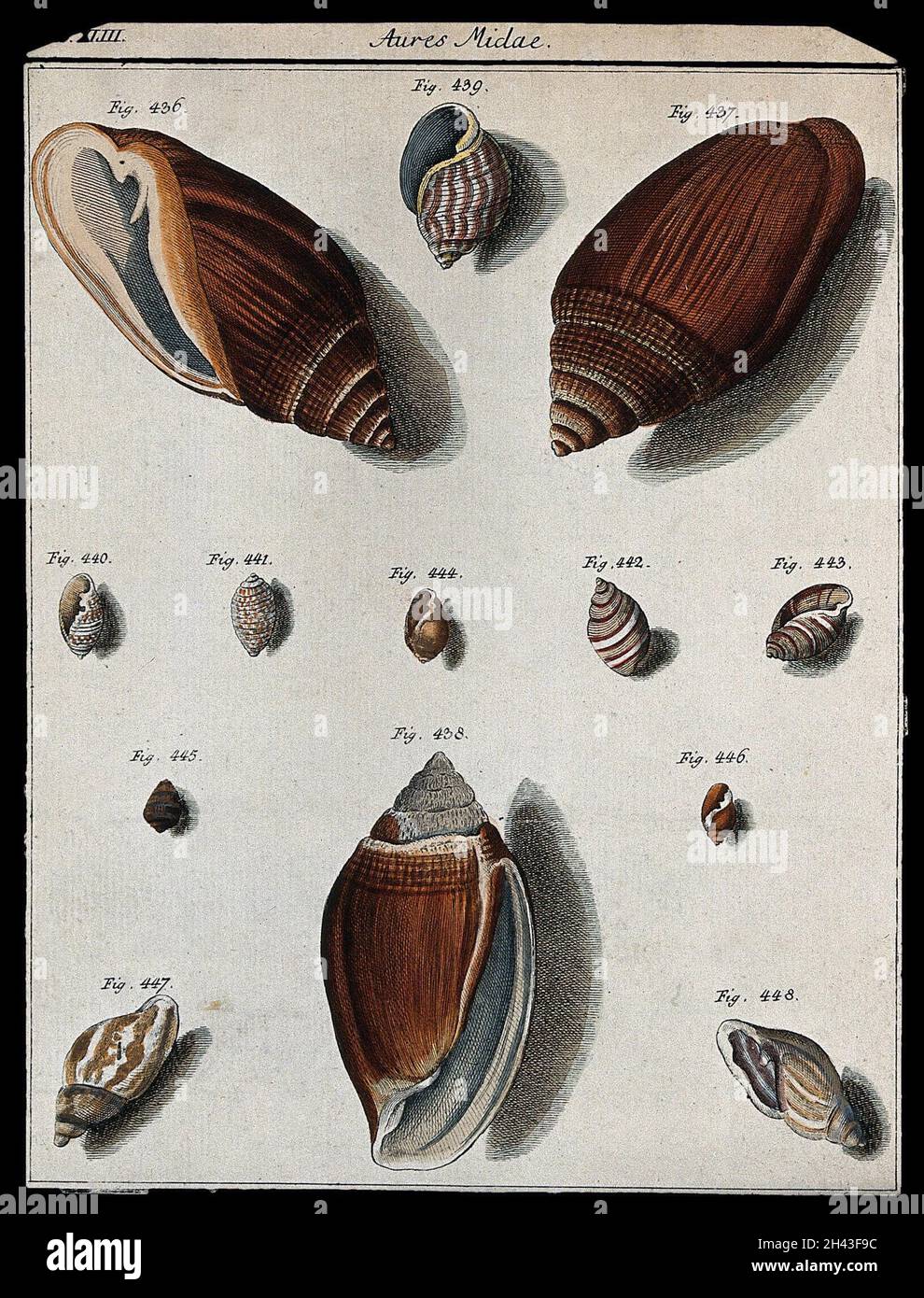 A variety of shells. Coloured etching Stock Photo - Alamy