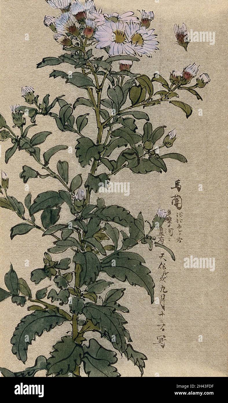 An aster (Aster species): flowering stem. Watercolour Stock Photo - Alamy