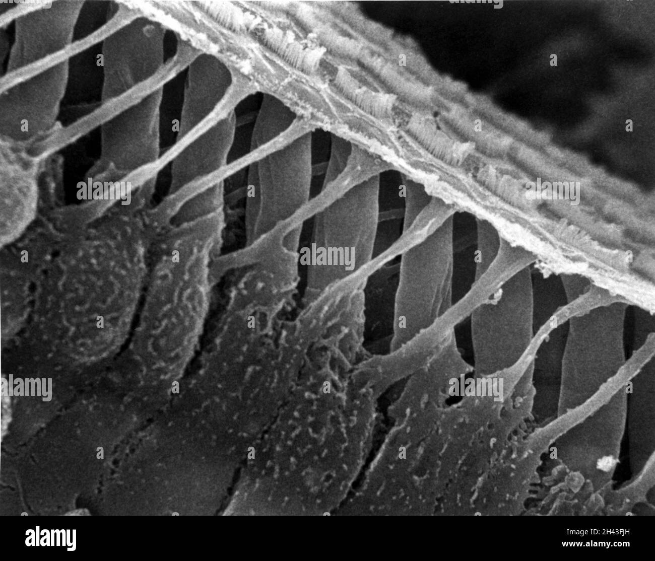 Deiter's cells & outer hair cells, cochlea Stock Photo - Alamy