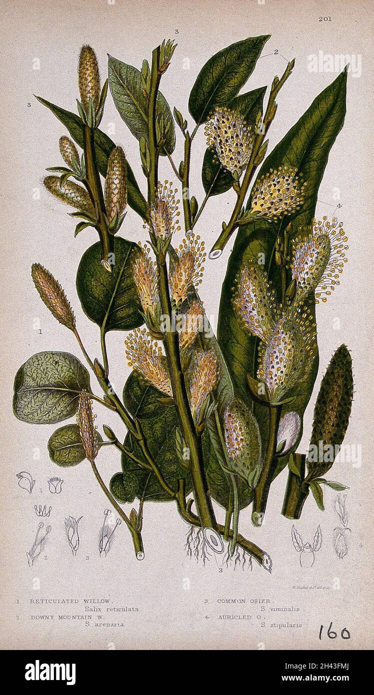 Four plant stems with catkins, all from named types of willow (Salix ...