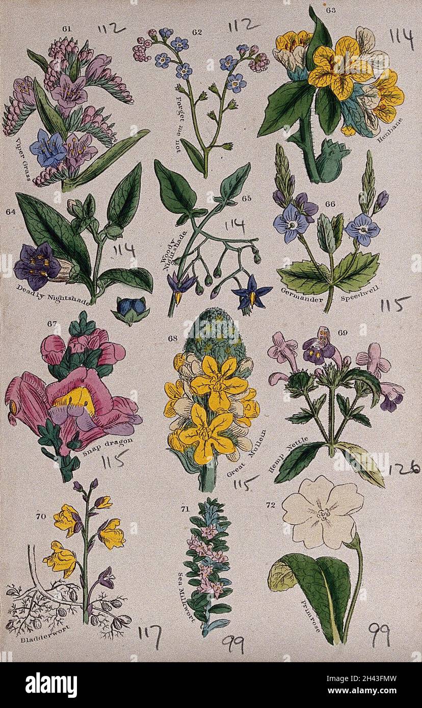 British Wild Flowers Sowerby at Dennis Aguayo blog