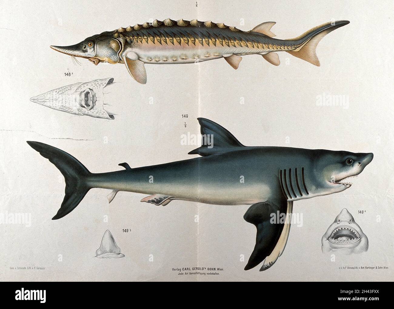 Sharks: six figures of two varieties, including details of the mouths ...