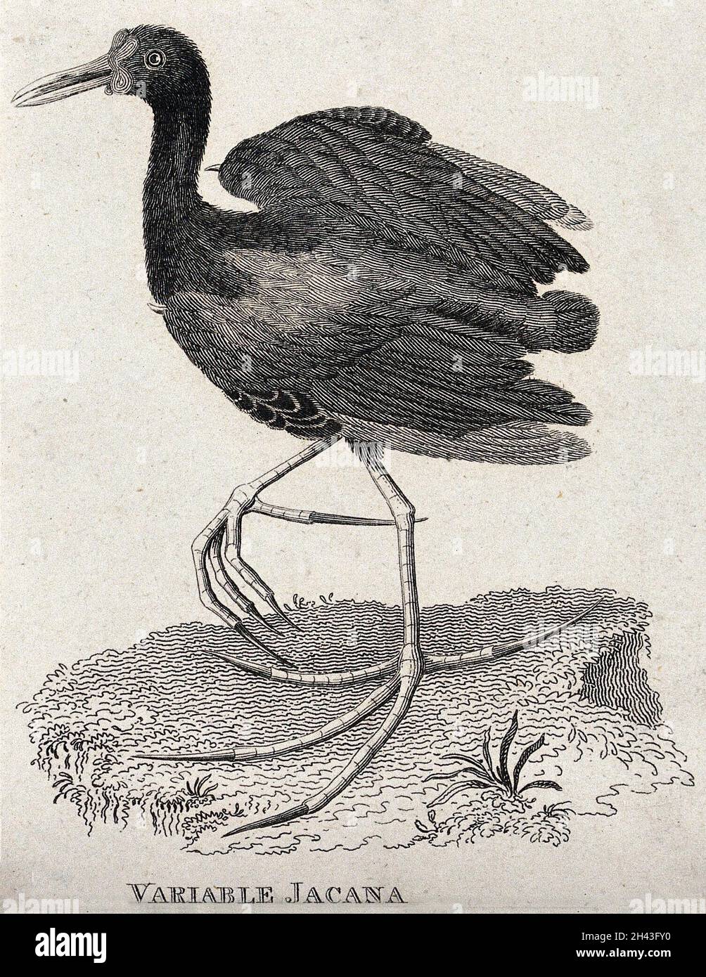 A jacana bird. Etching Stock Photo - Alamy