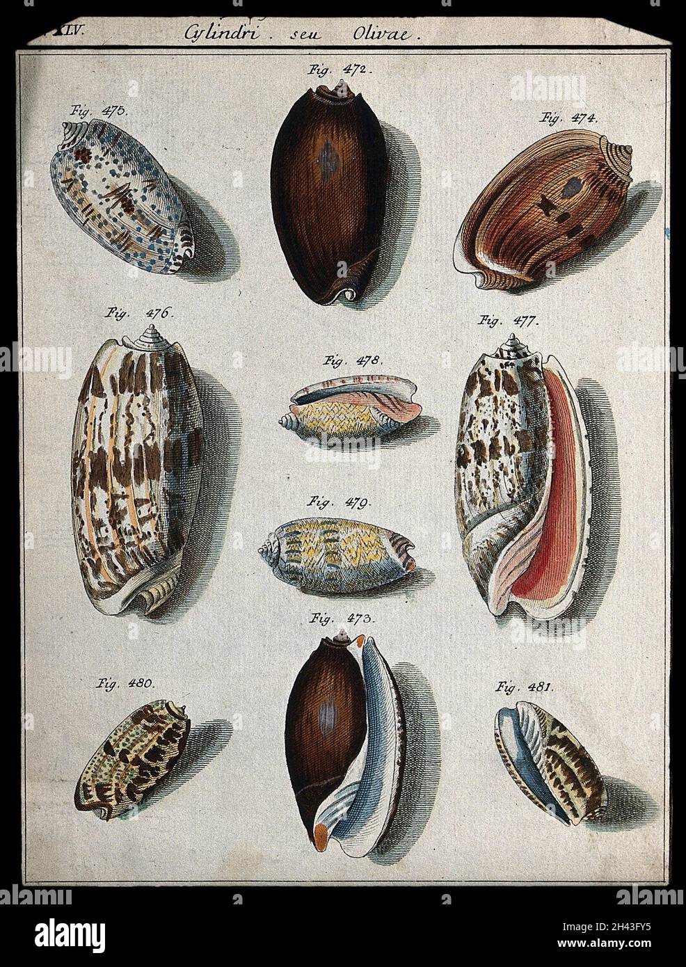A variety of shells. Coloured etching Stock Photo - Alamy