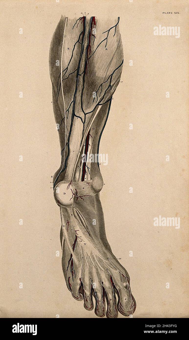 Leg and foot: dissection, with blood vessels and nerves indicated in ...