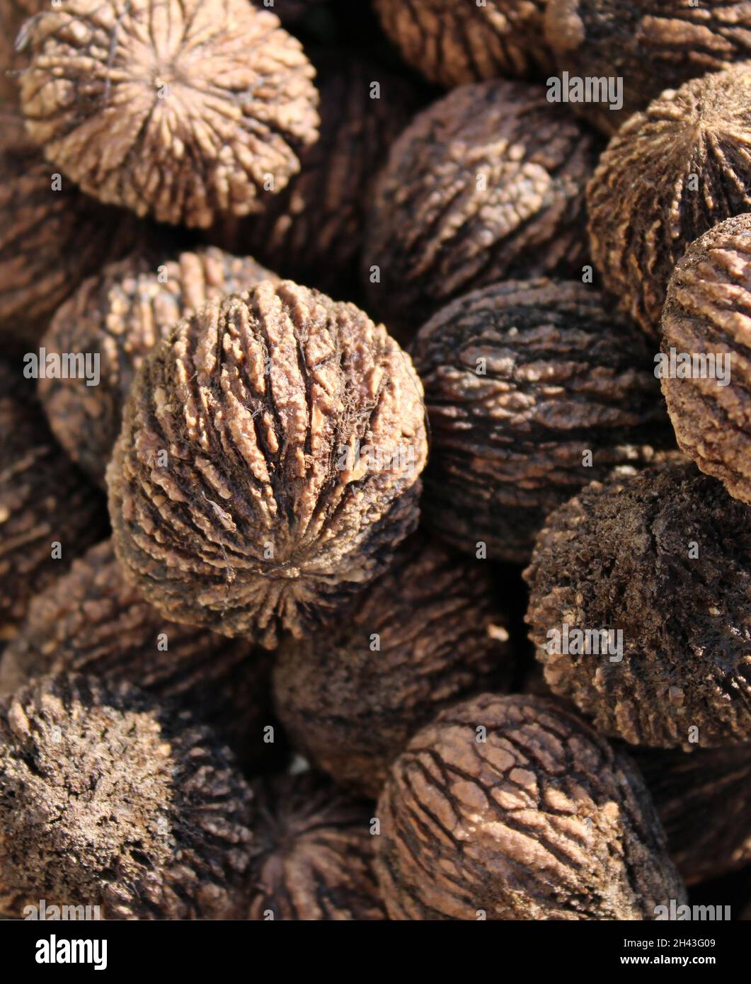 A Pile of Hulled Black Walnuts Stock Photo - Alamy