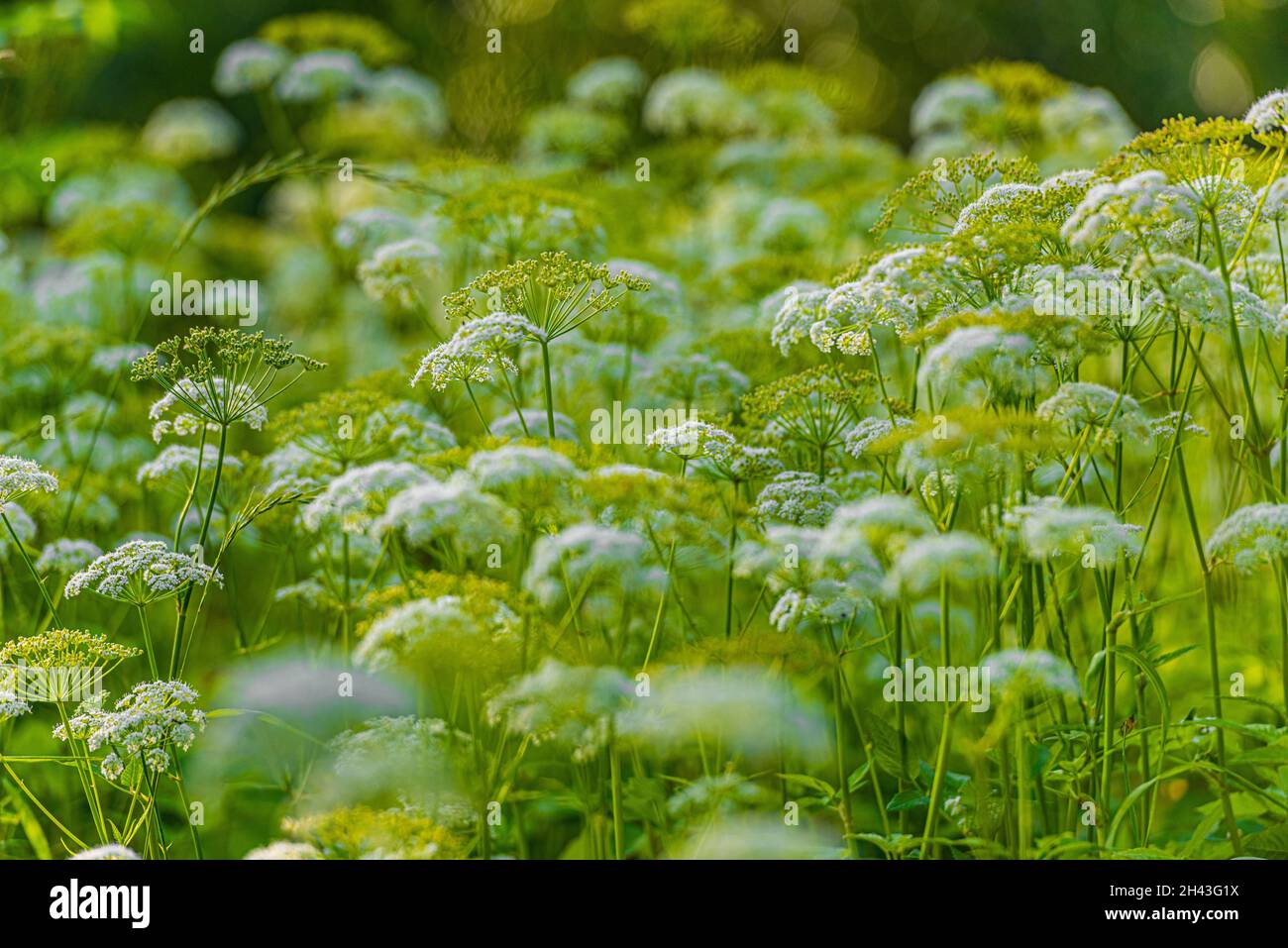 Abstract cow parsley hi-res stock photography and images - Alamy