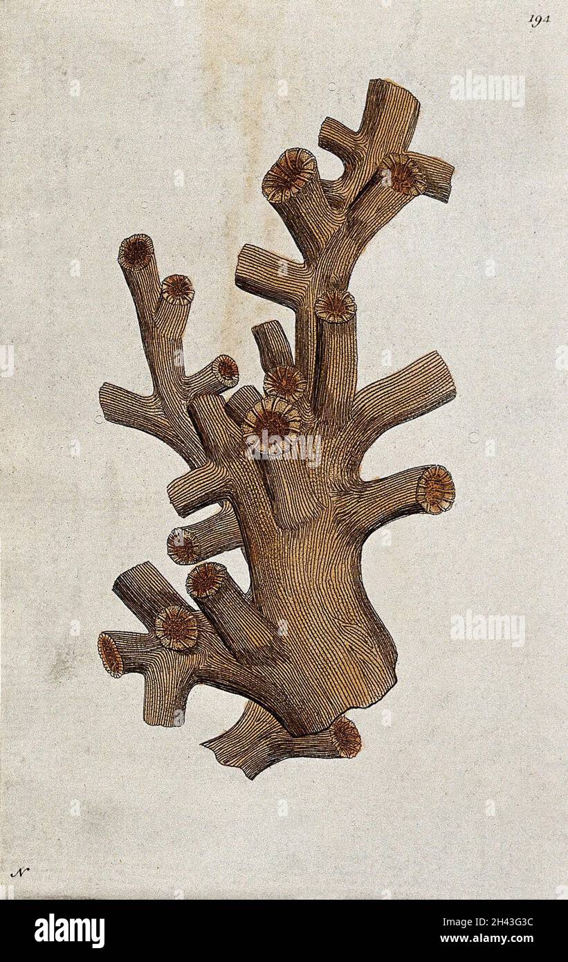 A marine animal (coelenterate). Coloured etching Stock Photo - Alamy