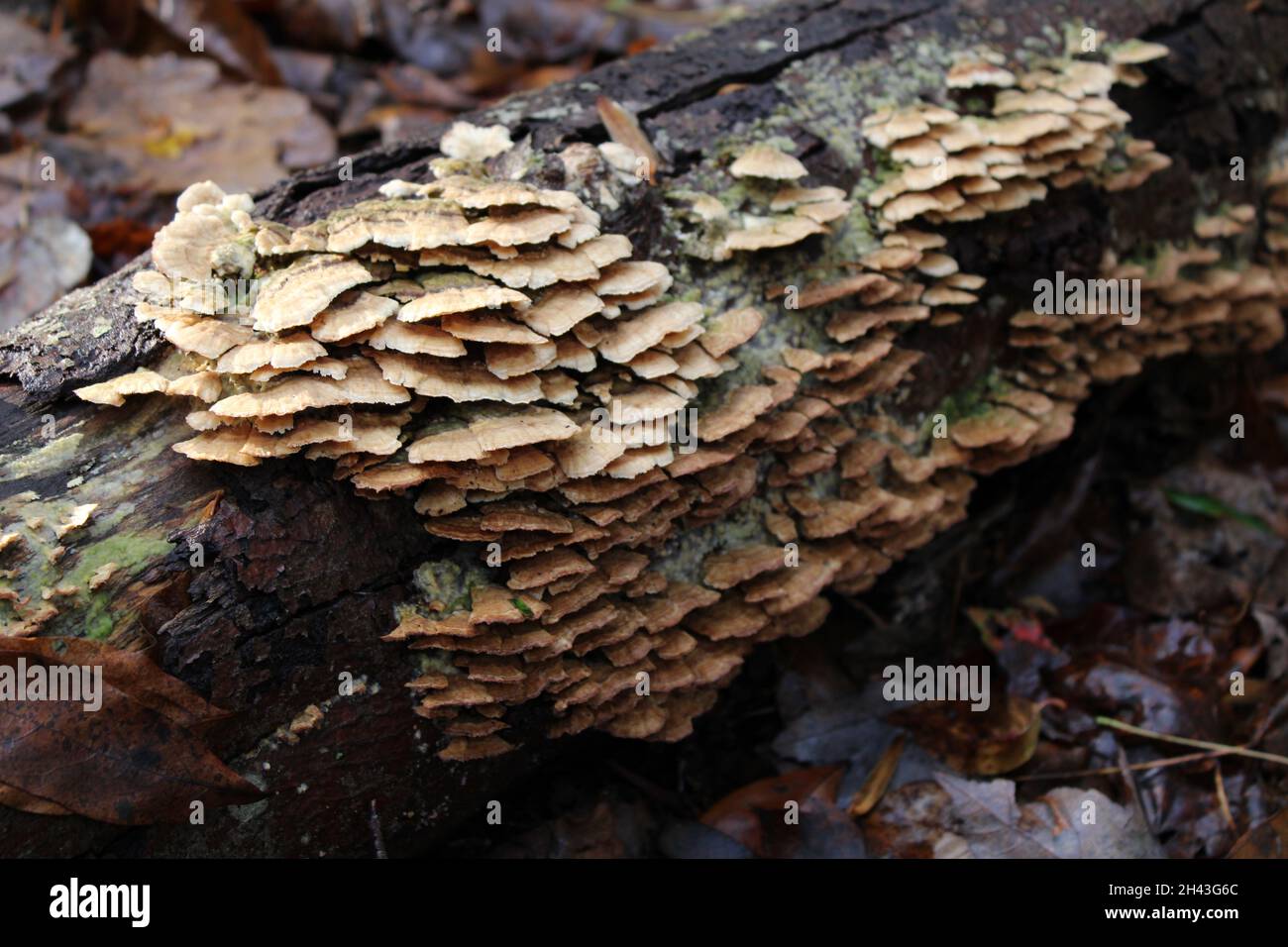 Polypore mushrooms hi-res stock photography and images - Alamy