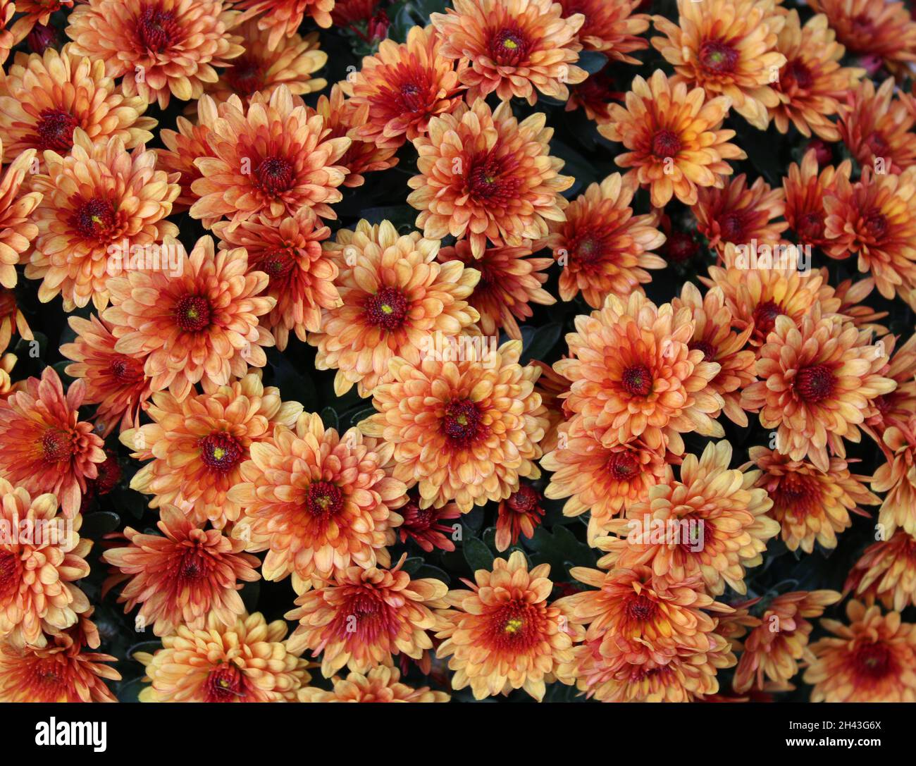 Hardy mums hi-res stock photography and images - Alamy