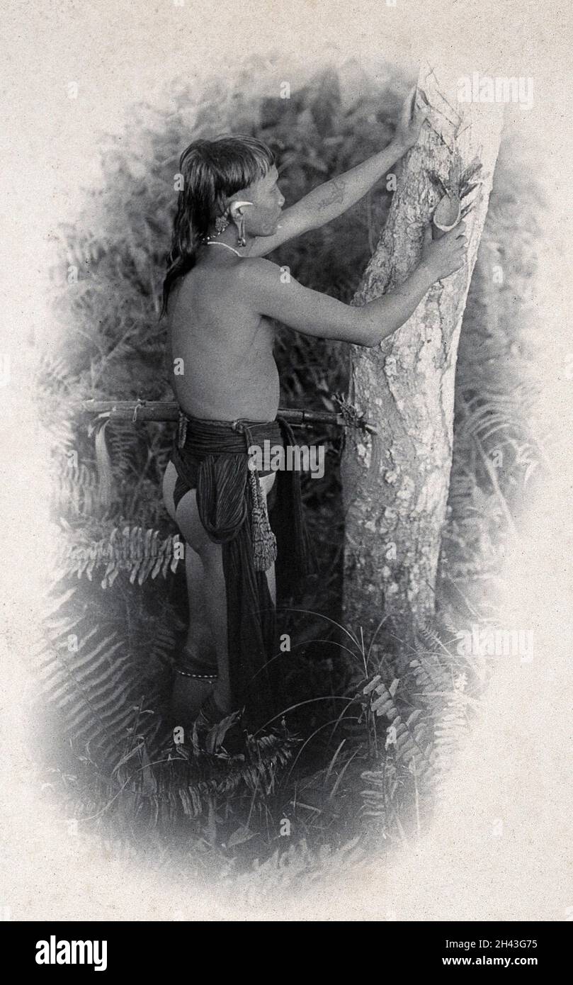 Sarawak: a Kenyah native collecting the poison from an upas tree trunk ...