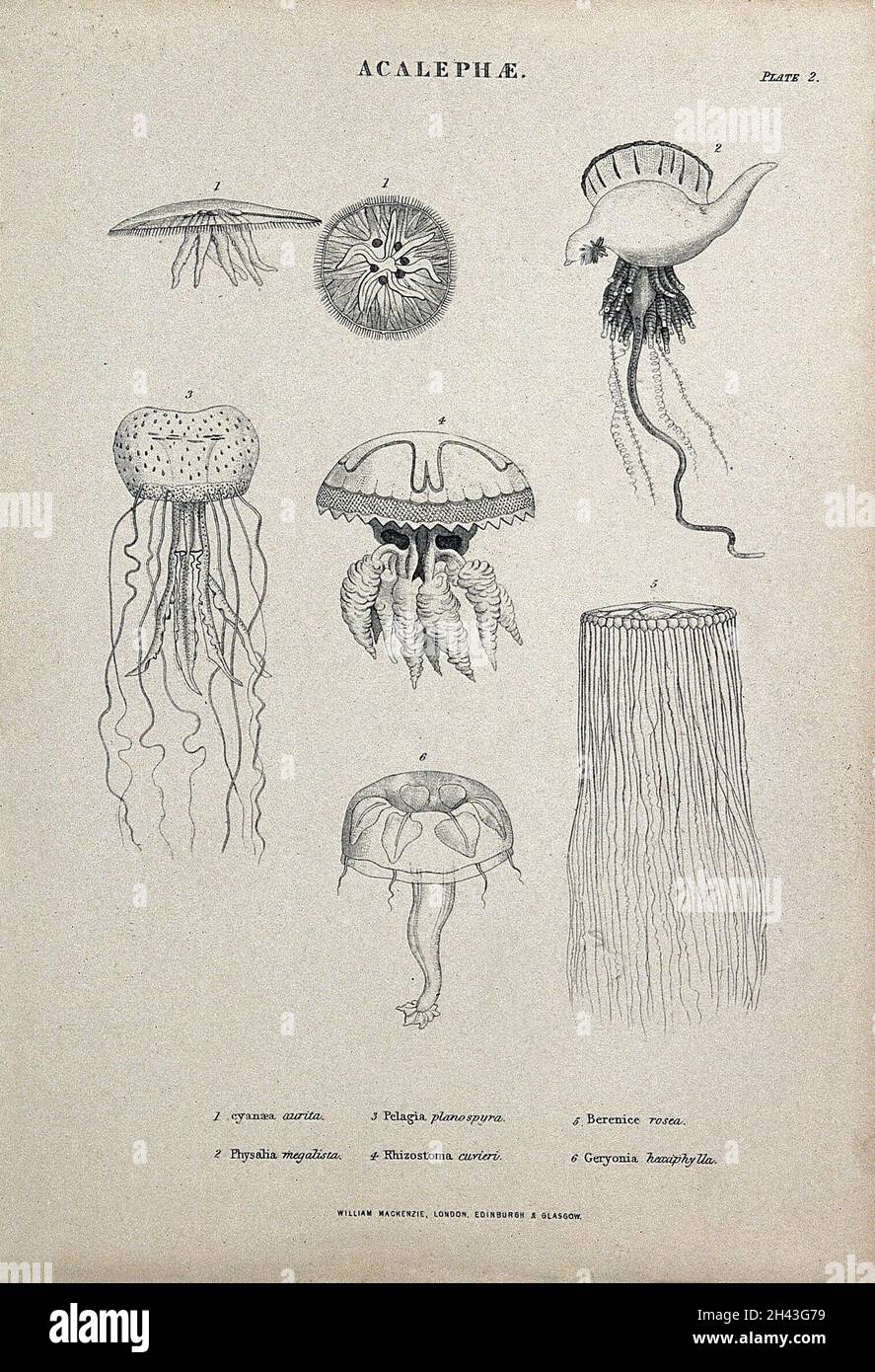 The family of Acalephae, including jellyfishes and medusas. Line block ...