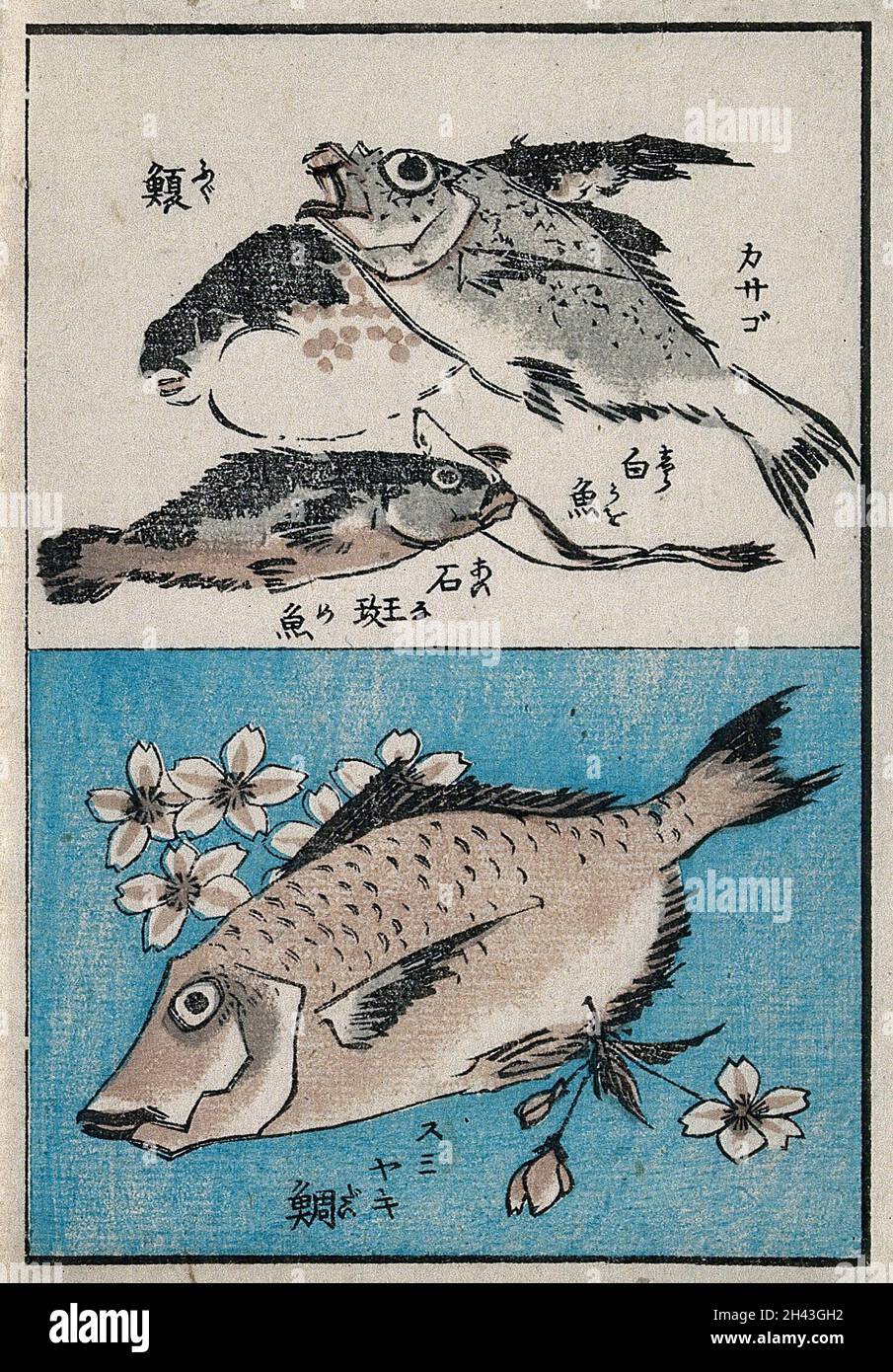 Fish swimming. Colour woodcut, 18 Stock Photo - Alamy