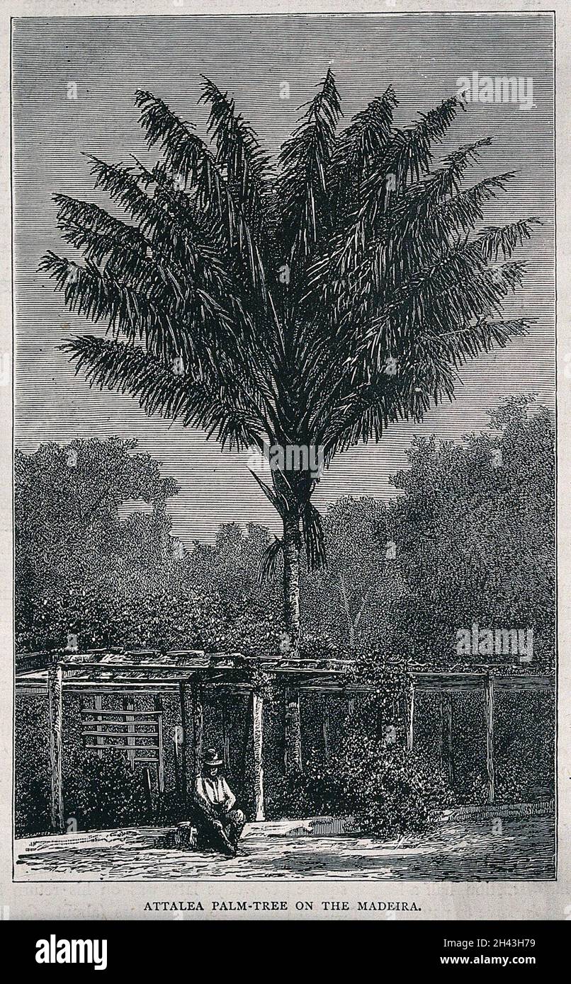 Palm tree (Attalea species) growing near the Madeira River in S ...