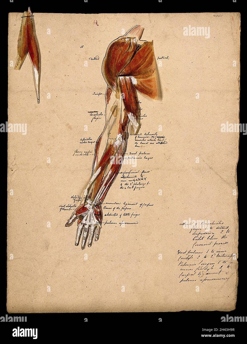 Muscles of the arm, shoulder and hand, front view. Ink and watercolour ...