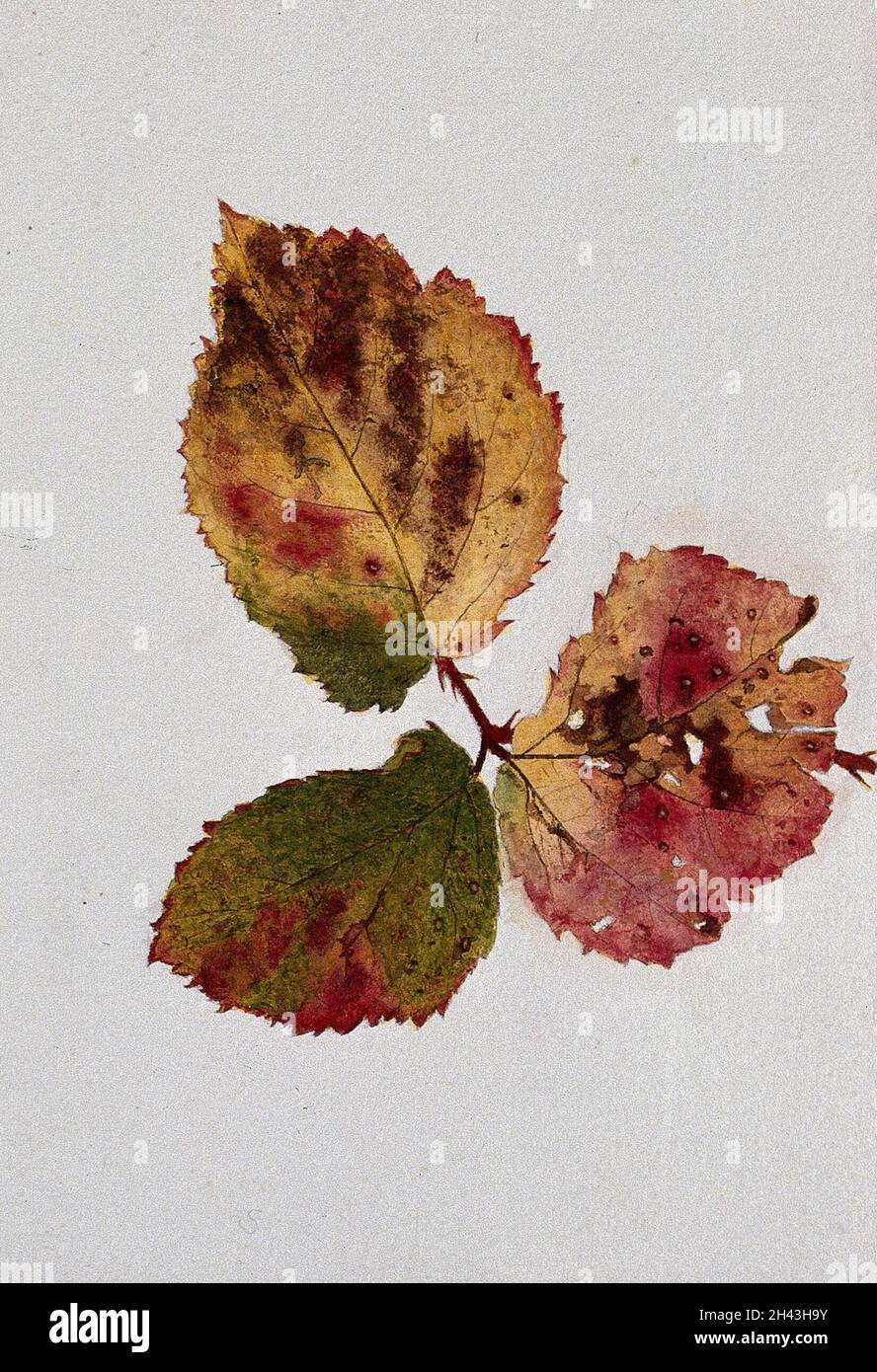 Autumn leaves of bramble (Rubus species). Watercolour drawing Stock ...