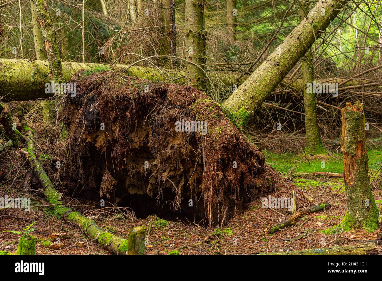 An uprooted tree in a forest Stock Photo - Alamy