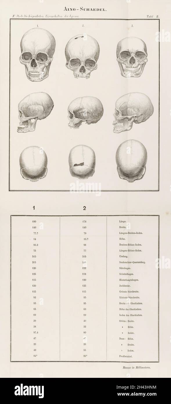 Skull types hi-res stock photography and images - Alamy