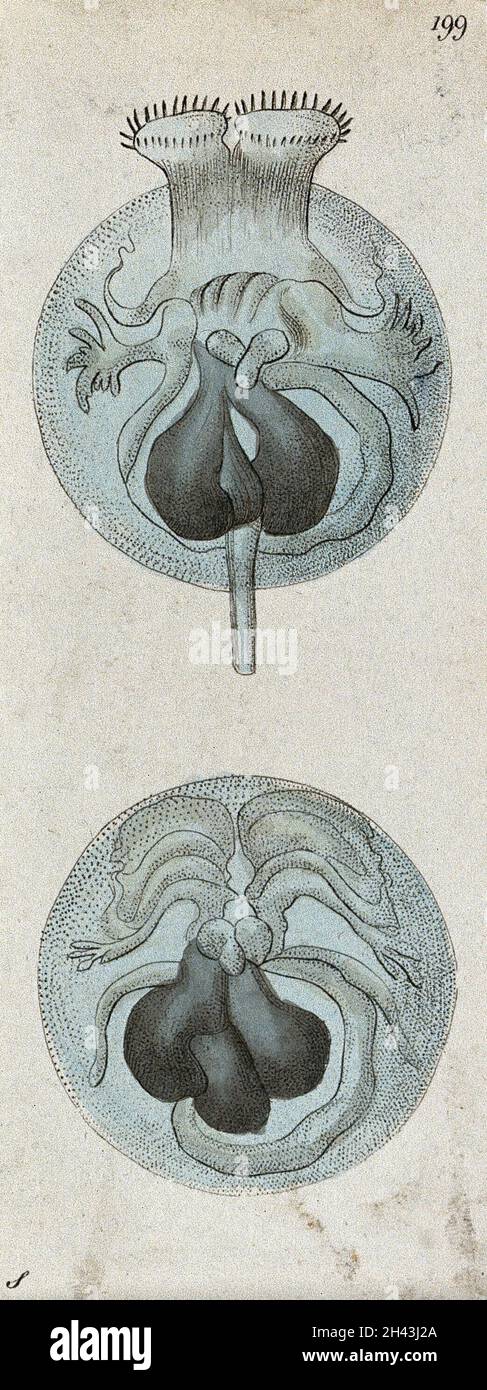 A coelenterate. Coloured etching Stock Photo - Alamy