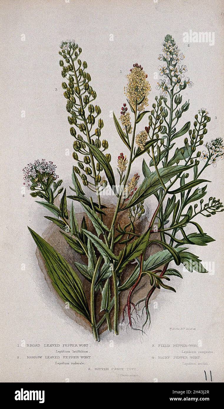 Lepidium iberis hi-res stock photography and images - Alamy