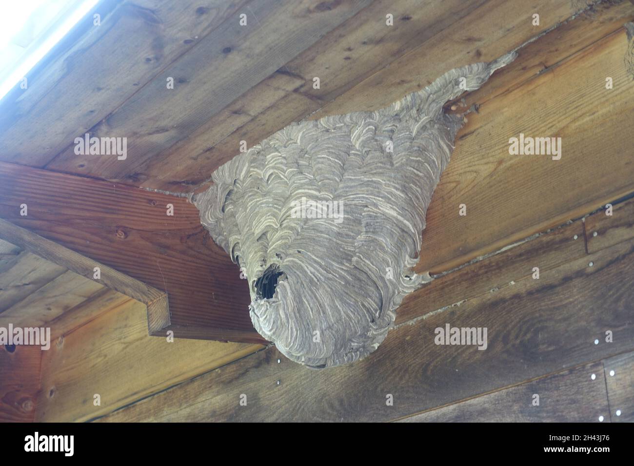 Wasp nest under roof hi-res stock photography and images - Alamy
