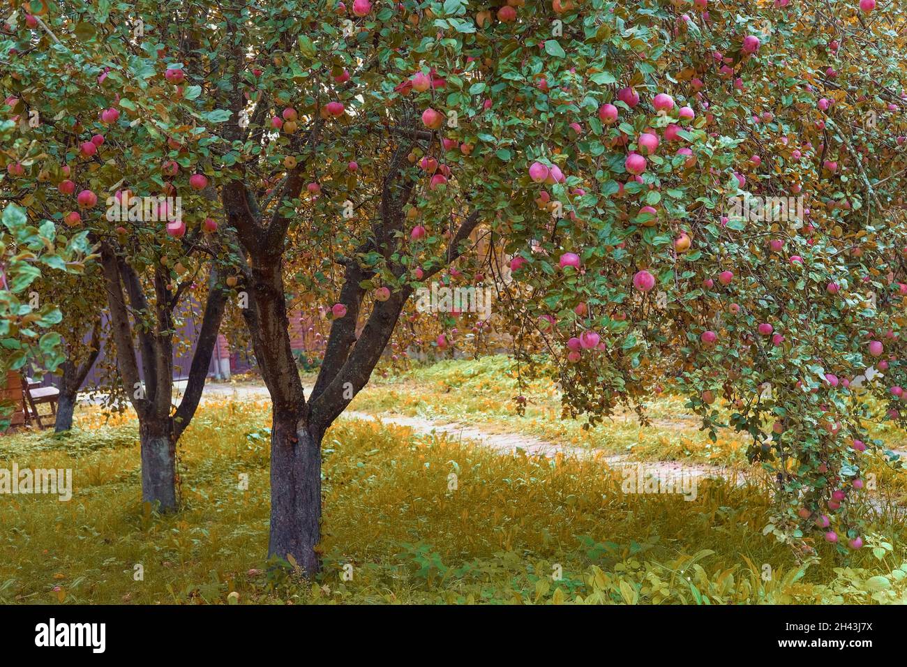 Apple trees orchard in autumn.Heavy branches with falling organic ripe ...