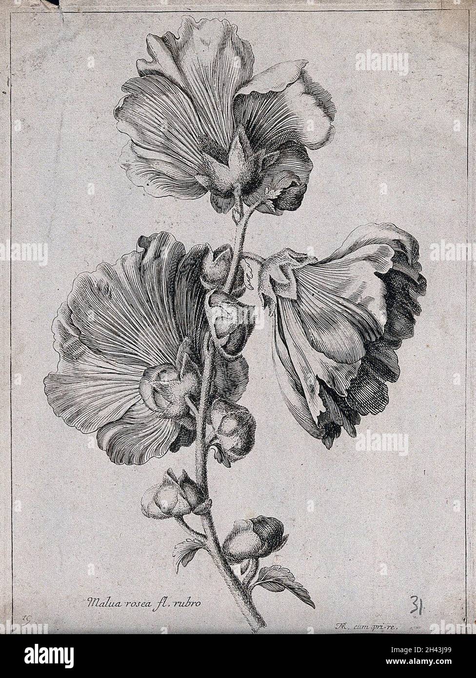A mallow plant (Malva species): flowering stem. Etching by N. Robert, c ...
