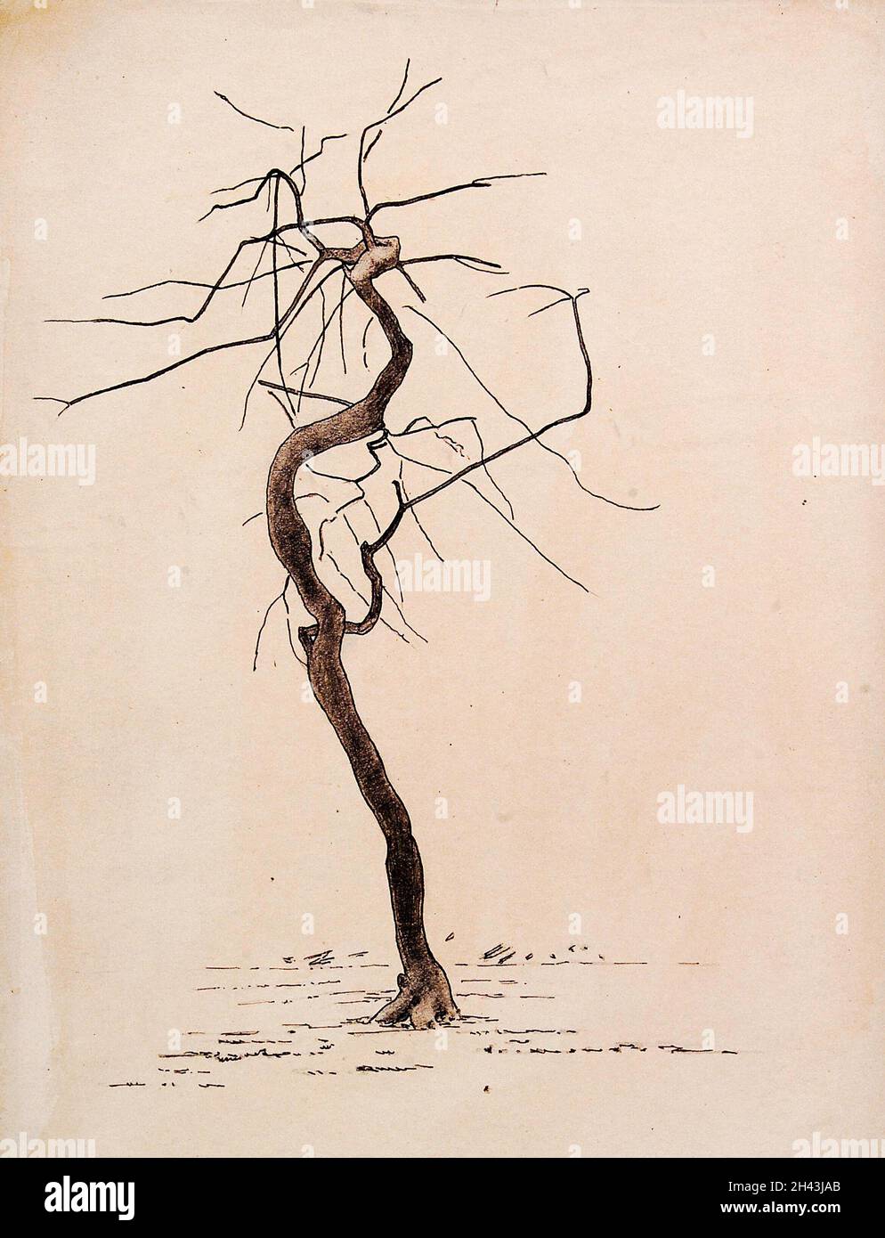 Hawthorn (Crataegus): tree with no leaves. Pen drawing Stock Photo - Alamy