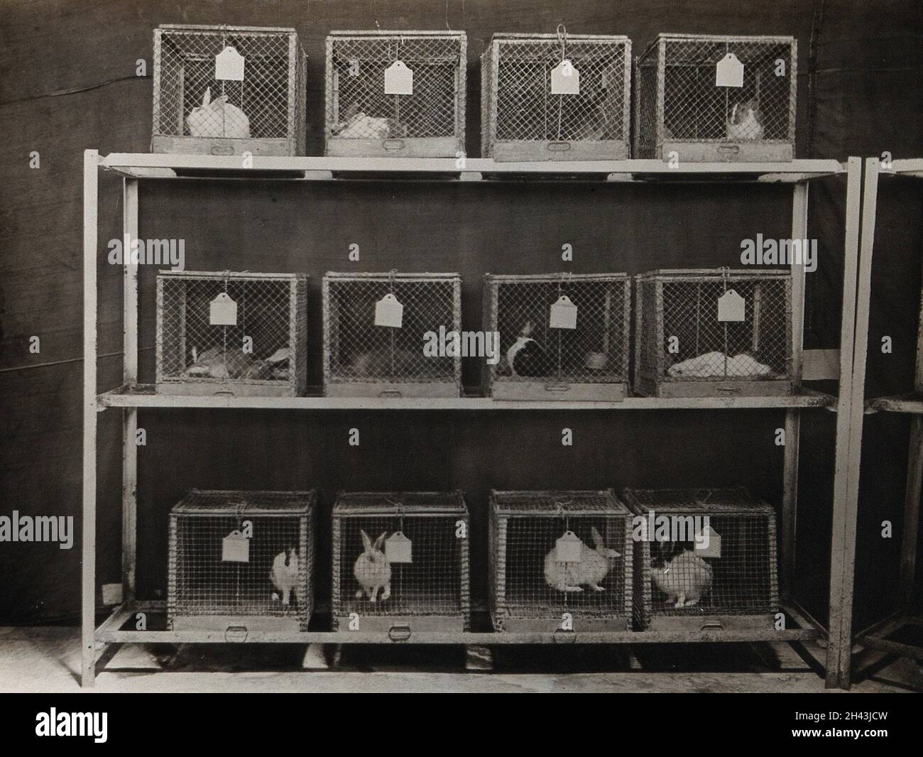 The Pasteur Institute, Kasauli, India: production of the rabies vaccine ...