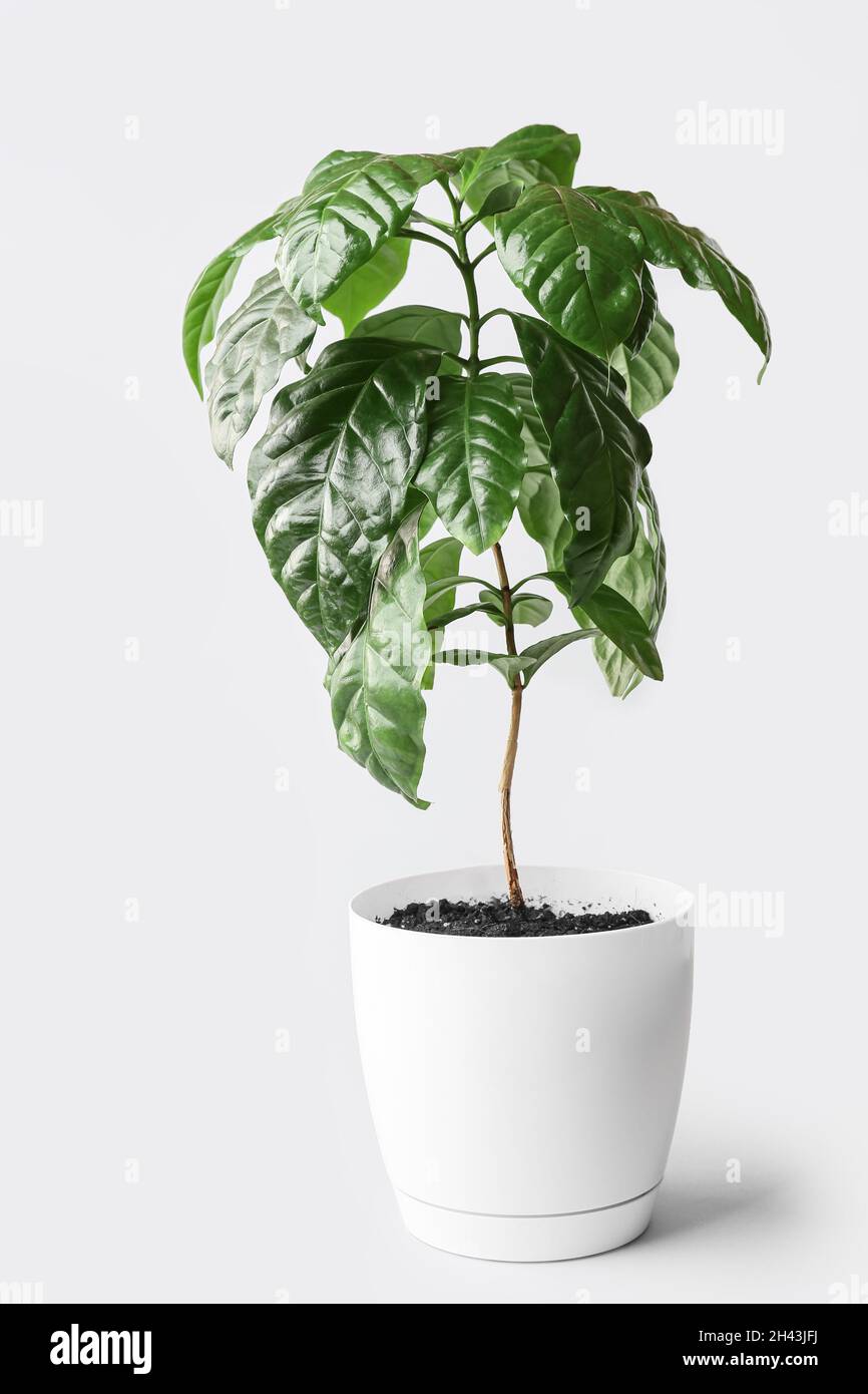Beautiful coffee tree on white background Stock Photo - Alamy