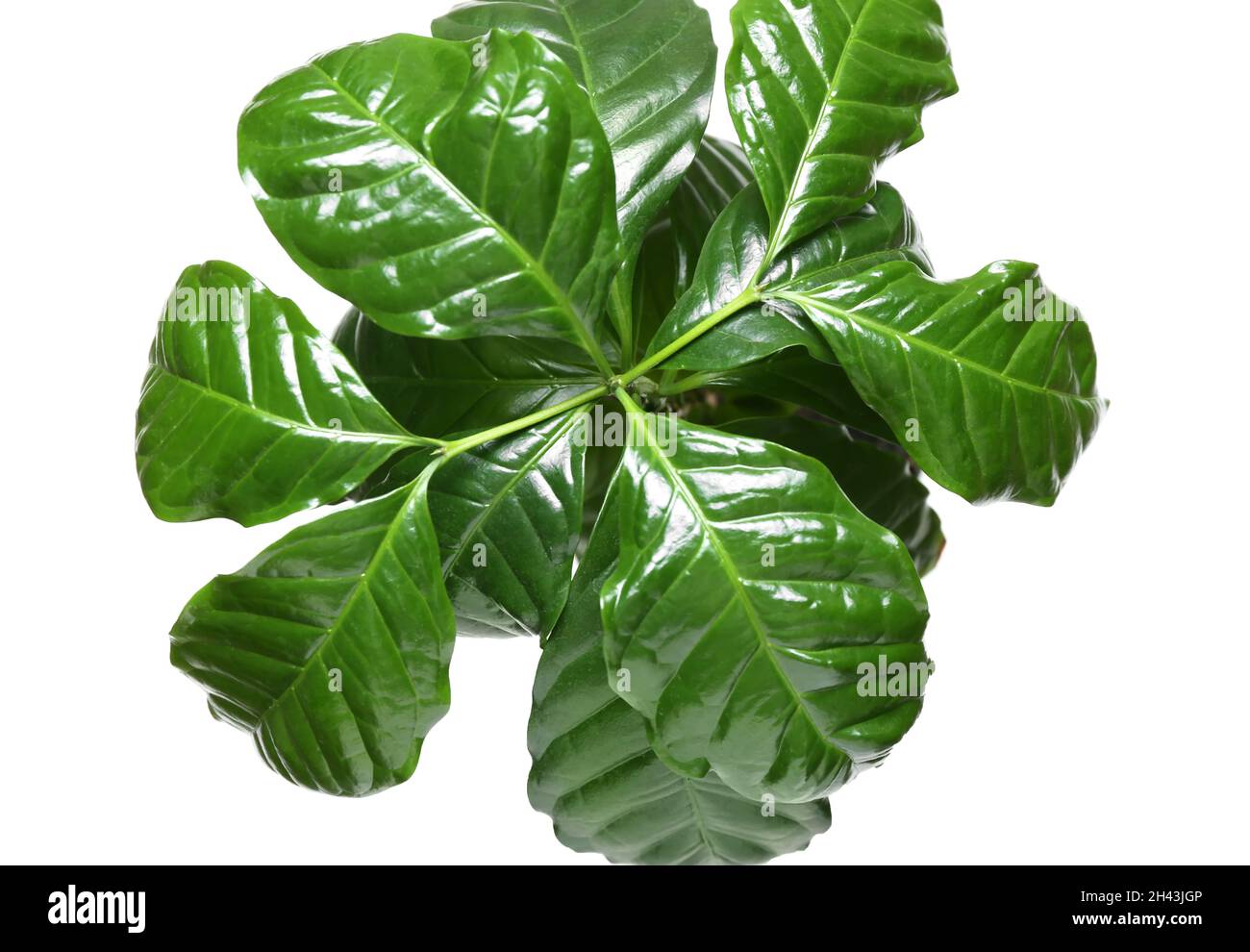 Beautiful coffee tree on white background Stock Photo - Alamy