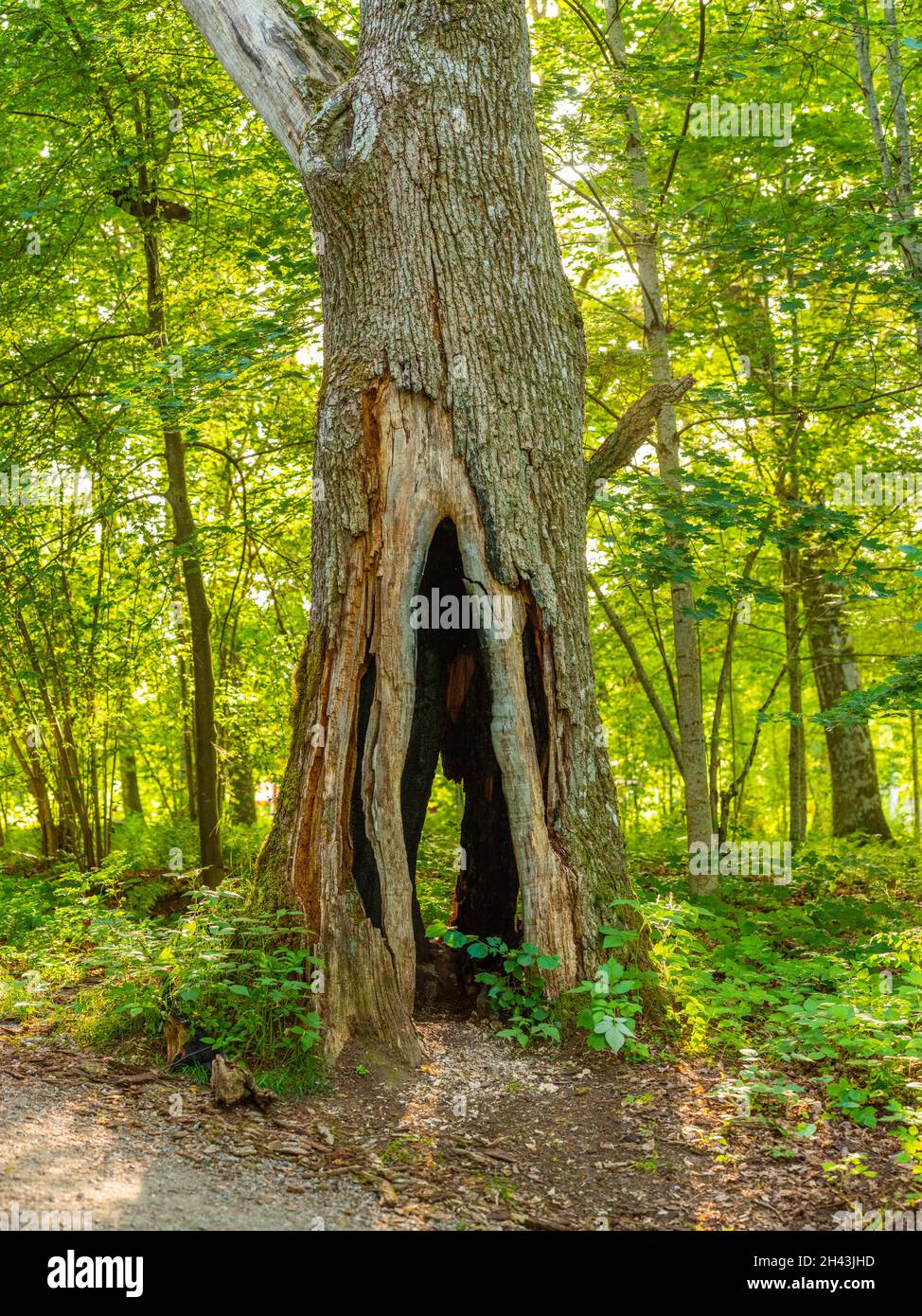 Large tree hollow in a green forest Stock Photo - Alamy