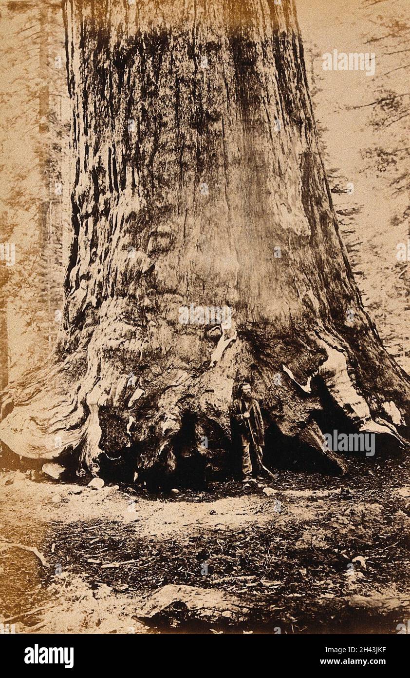 Yosemite National Park, California: the giant sequoia tree known as the ...