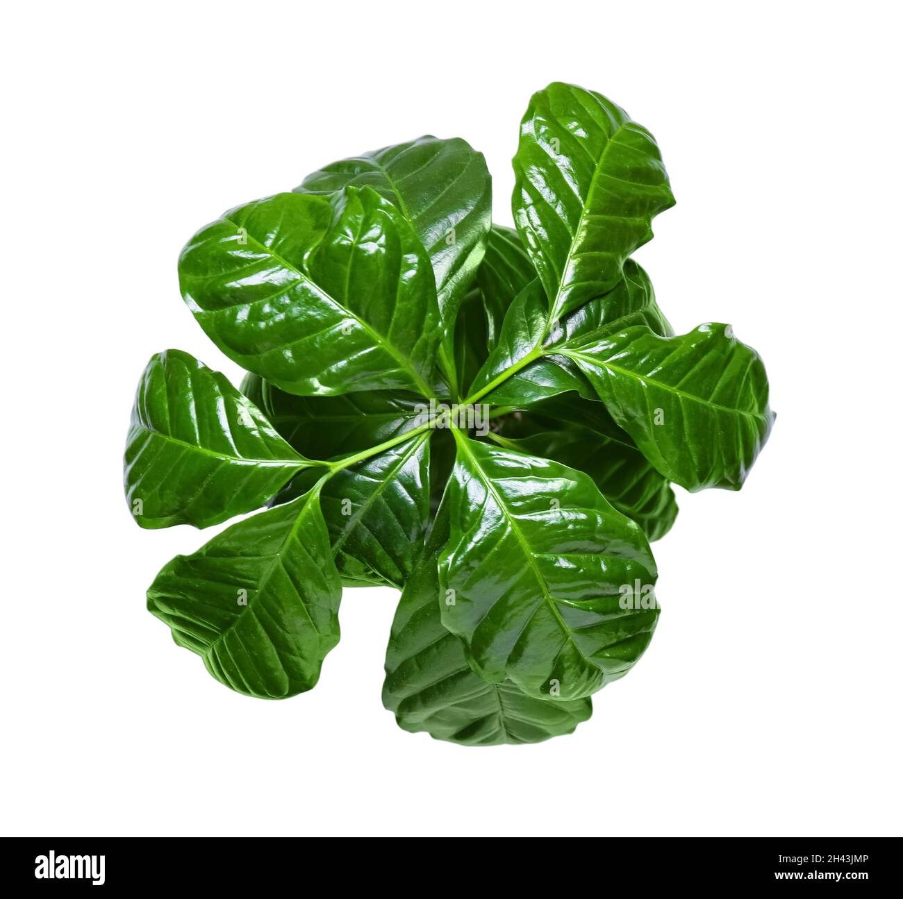 Beautiful coffee tree on white background Stock Photo - Alamy