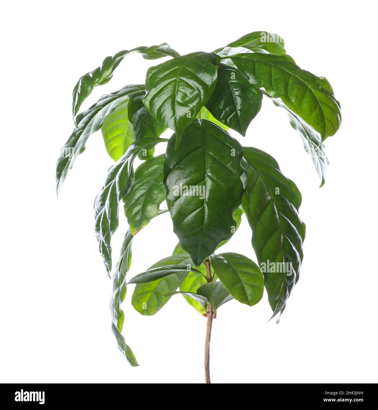 Beautiful coffee tree on white background Stock Photo - Alamy