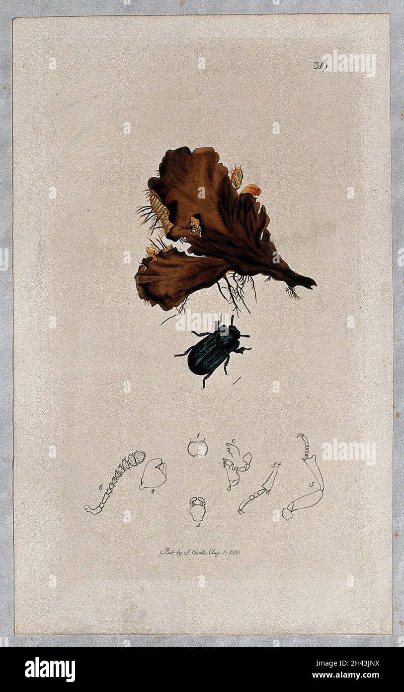 A liverwort (Hepaticae species) with an associated beetle and its ...