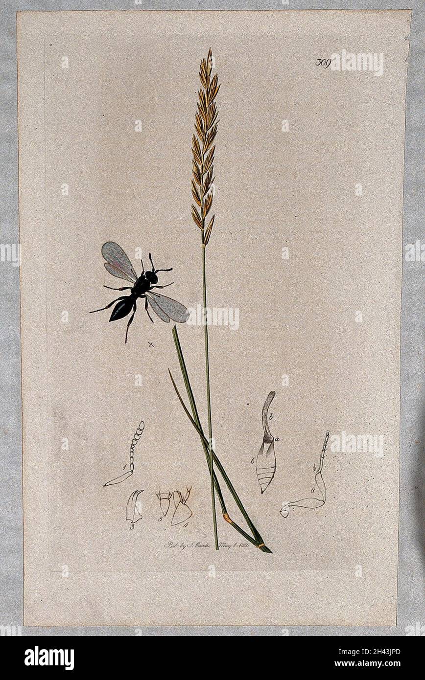 Couch grass (Elymus repens) with an associated insect and its abdominal ...