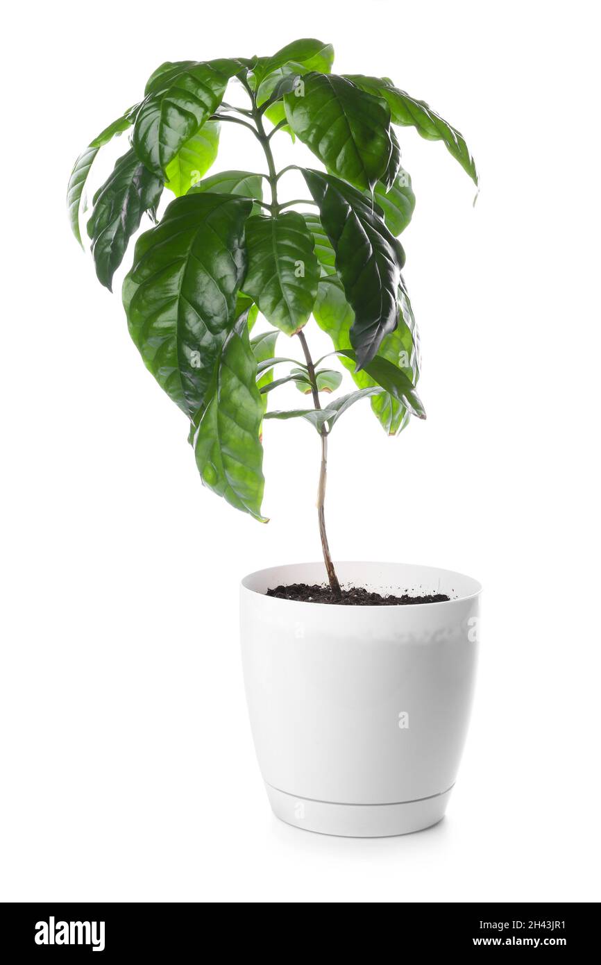 Beautiful coffee tree on white background Stock Photo - Alamy
