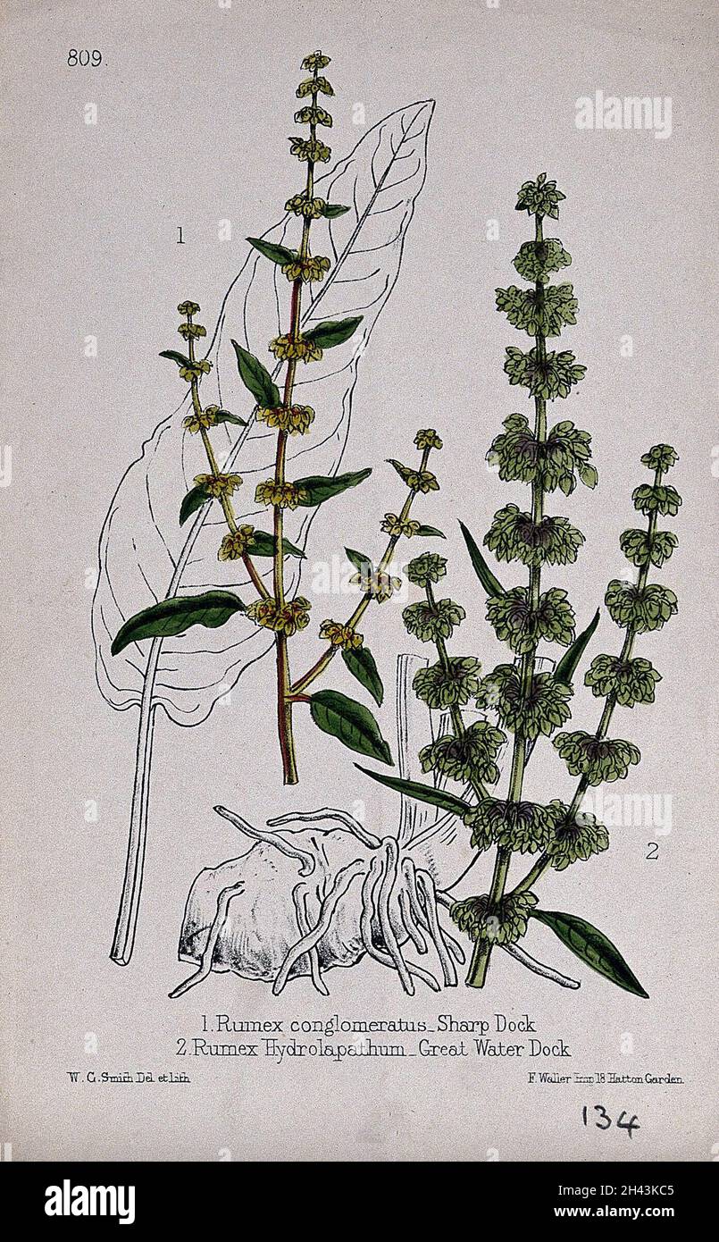 Two species of dock (Rumex species): flowering stems with leaf and ...