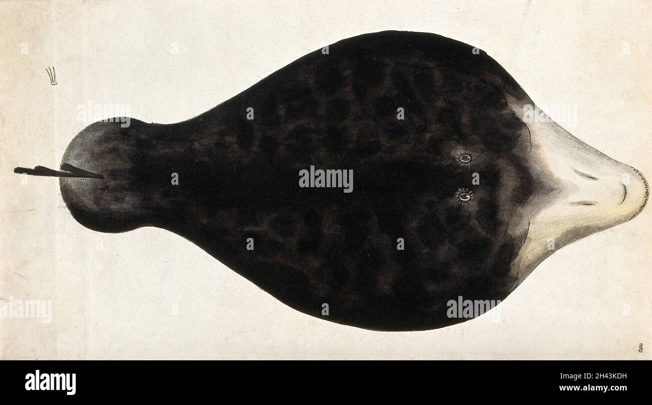 The top side of a large, flat whale coloured black with a white snout ...